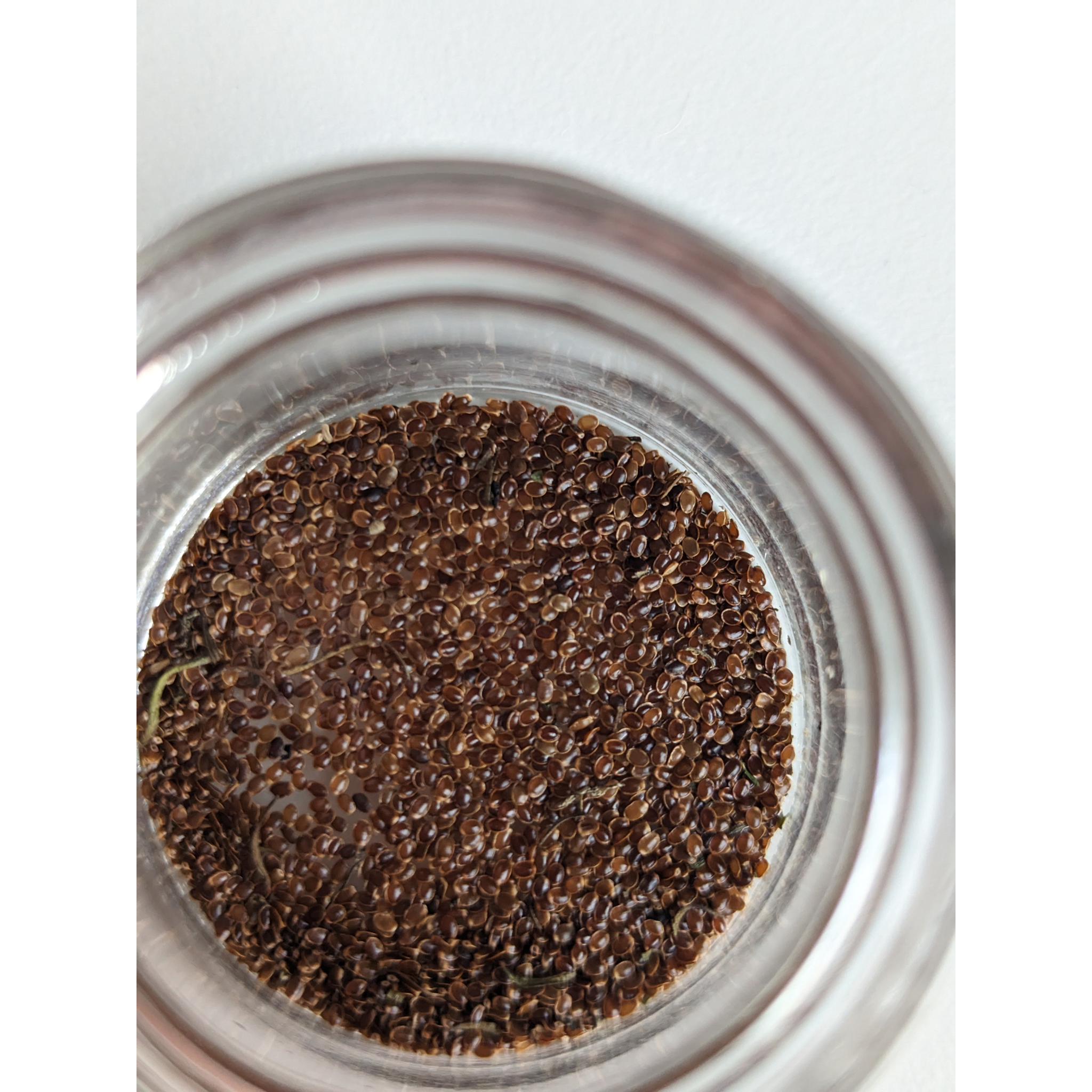 Shop All Seeds – Page 2 – Wild Seed Project