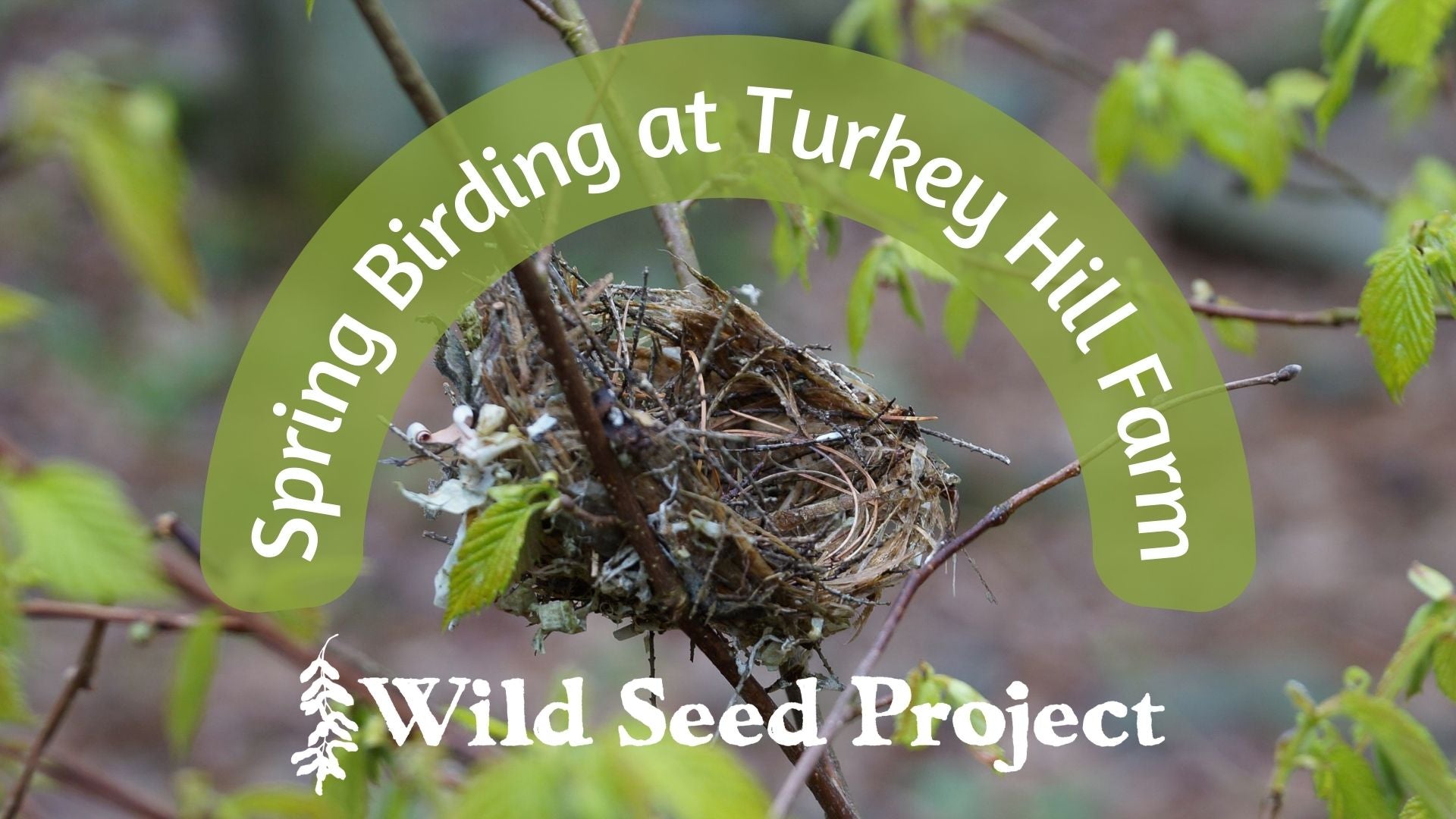 Native Seeds for Sale – Wild Seed Project