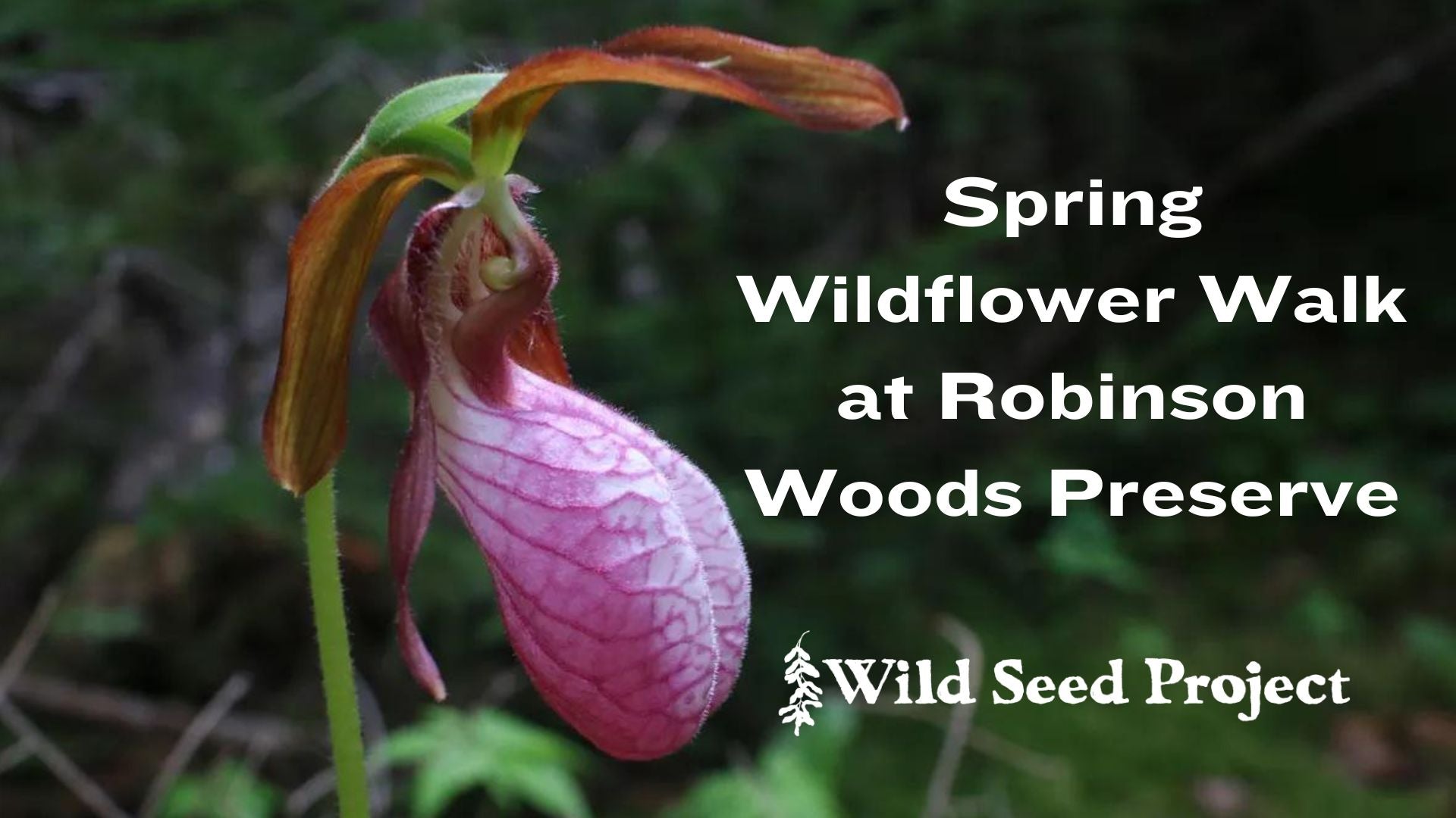 Native Seeds for Sale – Wild Seed Project