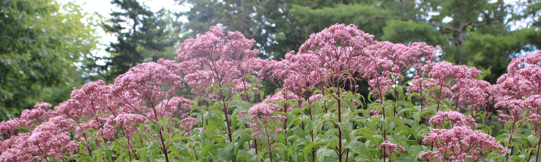 Native Seeds for Sale – Wild Seed Project