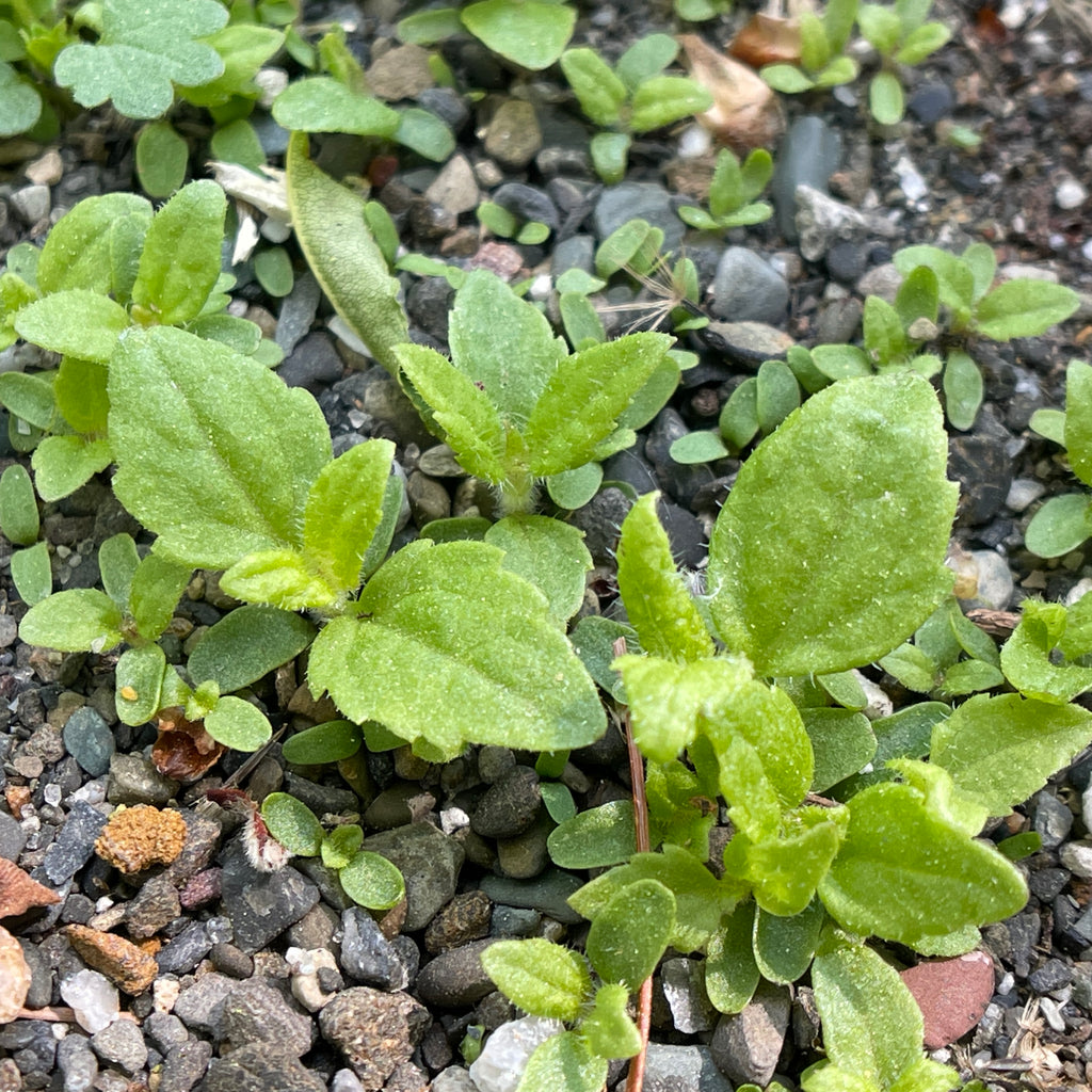 Coastal Joe-Pye weed (Eutrochium dubium) Seeds – Wild Seed Project