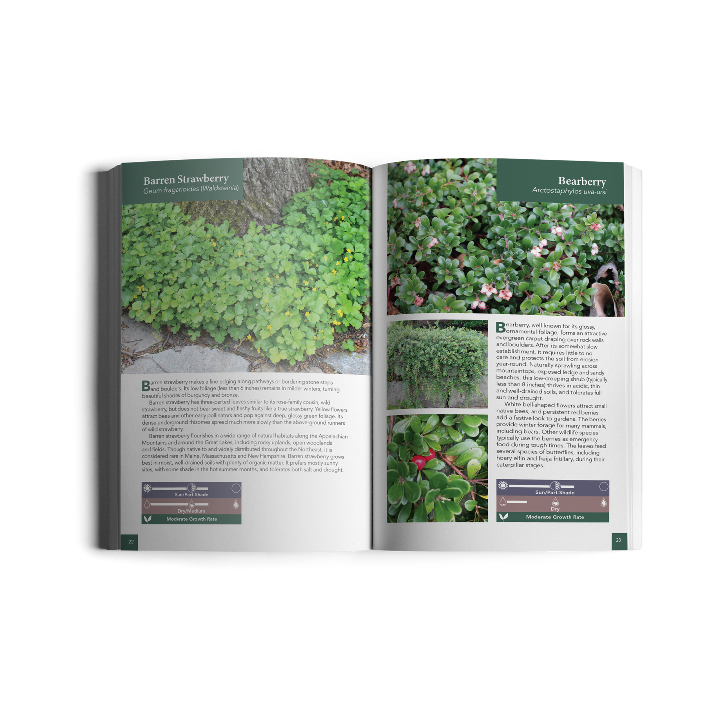 Native Ground Covers for Northeast Landscapes: A Wild Seed Project Gui