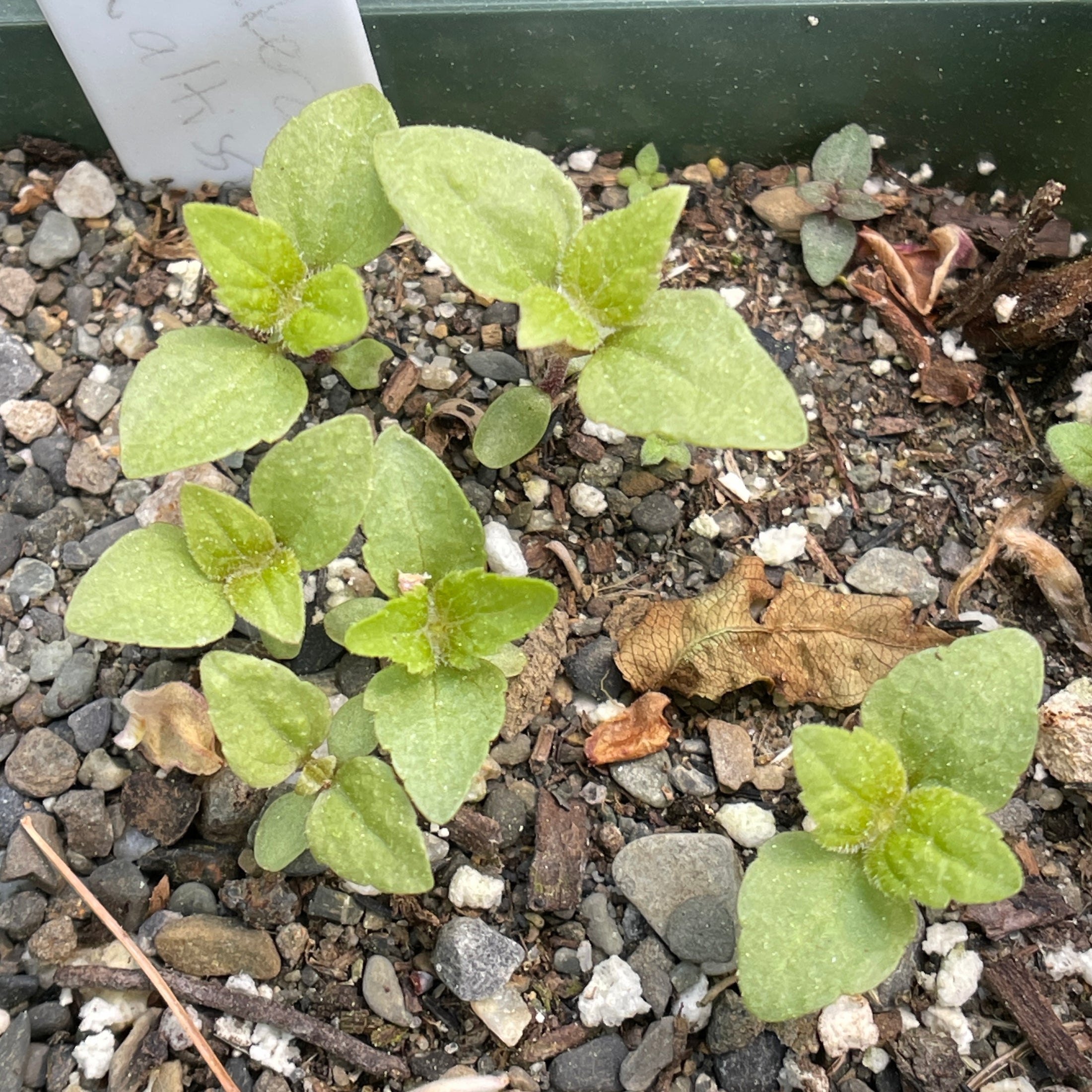 White snakeroot (Ageratina altissima) Seeds – Wild Seed Project