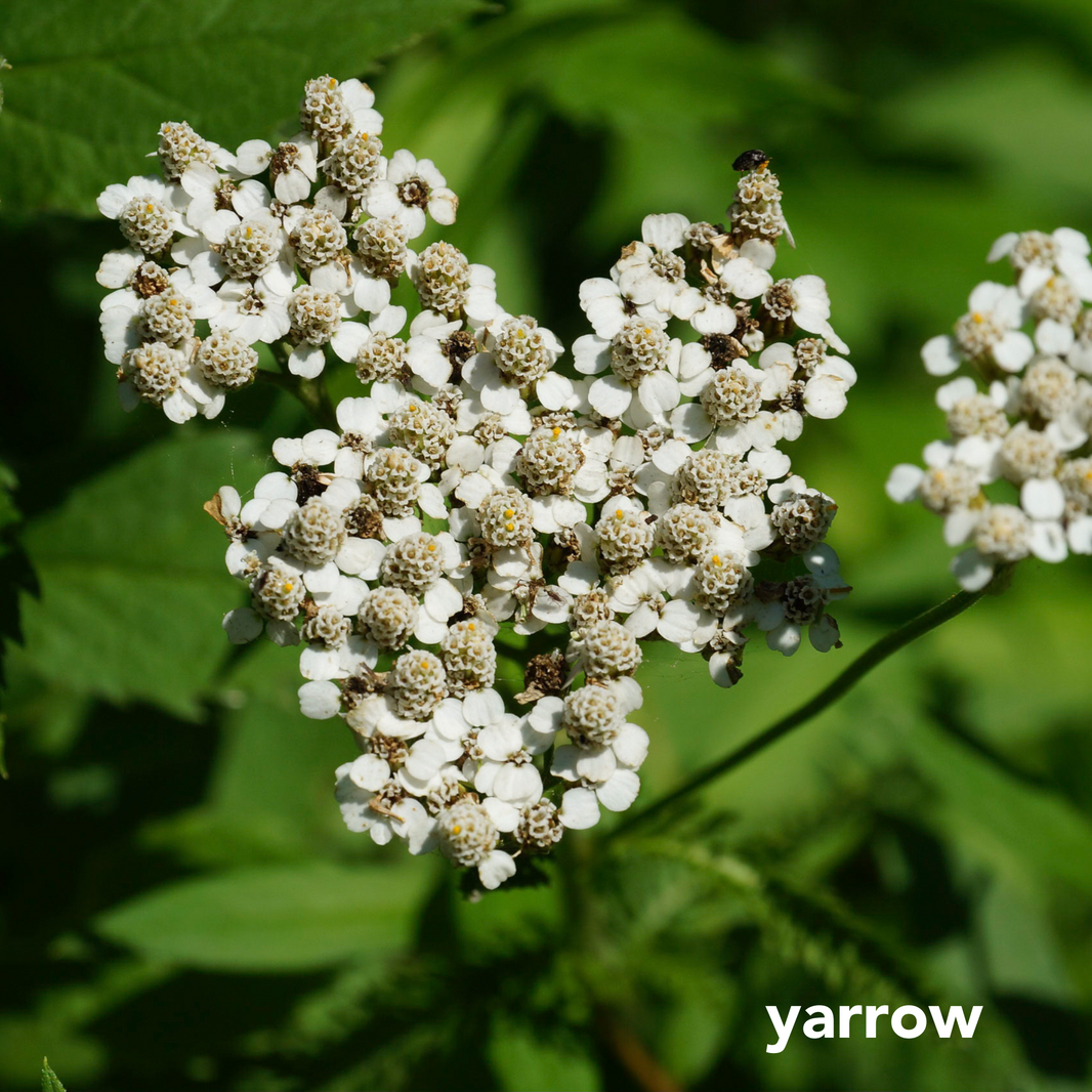 Native Seeds for Sale – Wild Seed Project