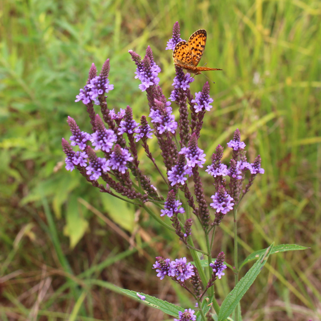 Blue Vervain (Verbena hastata) Seeds – Wild Seed Project
