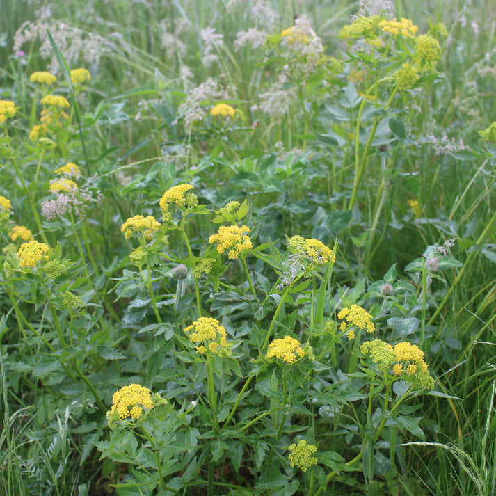Alexanders – Golden Alexander (Zizia aurea) Seeds – Wild Seed Project