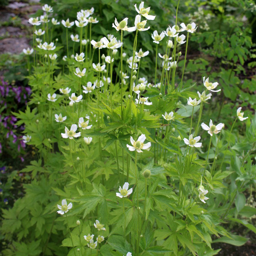 Tall anemone (Anemone virginiana) Plants – Wild Seed Project